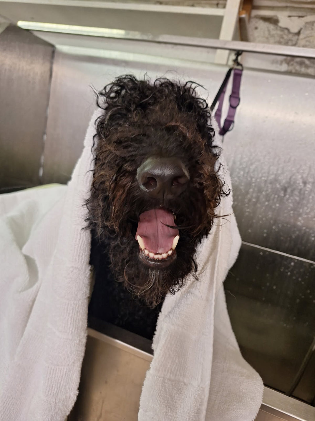 Grooming | Schedule A Dog Groom At Primrose Boutique – Doodlekins ...